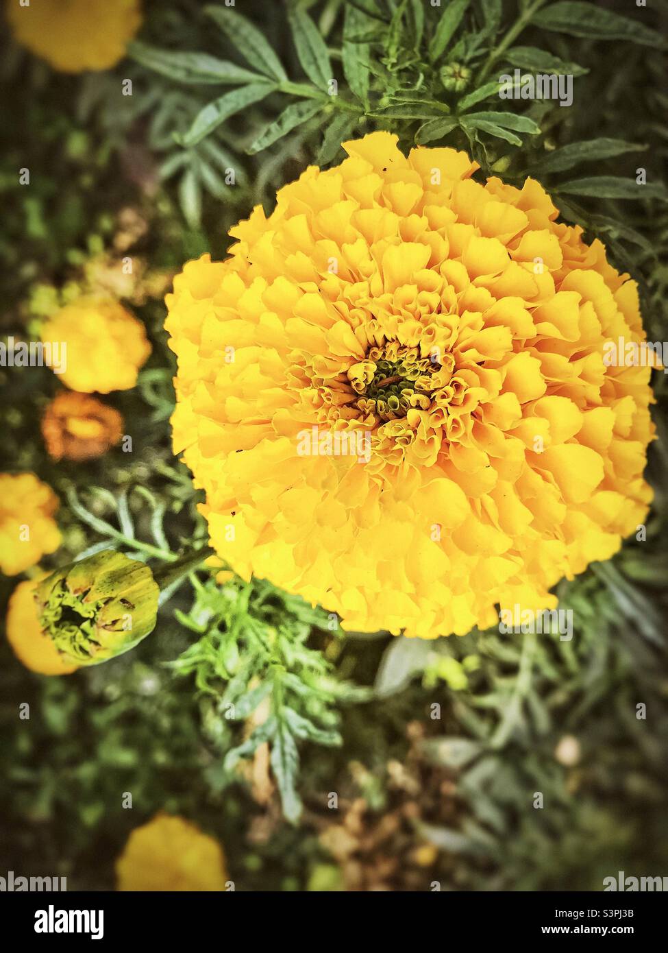 Orange gold flower hi-res stock photography and images - Alamy