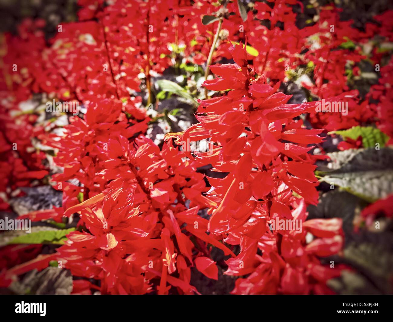 Red and beautiful hi-res stock photography and images - Alamy