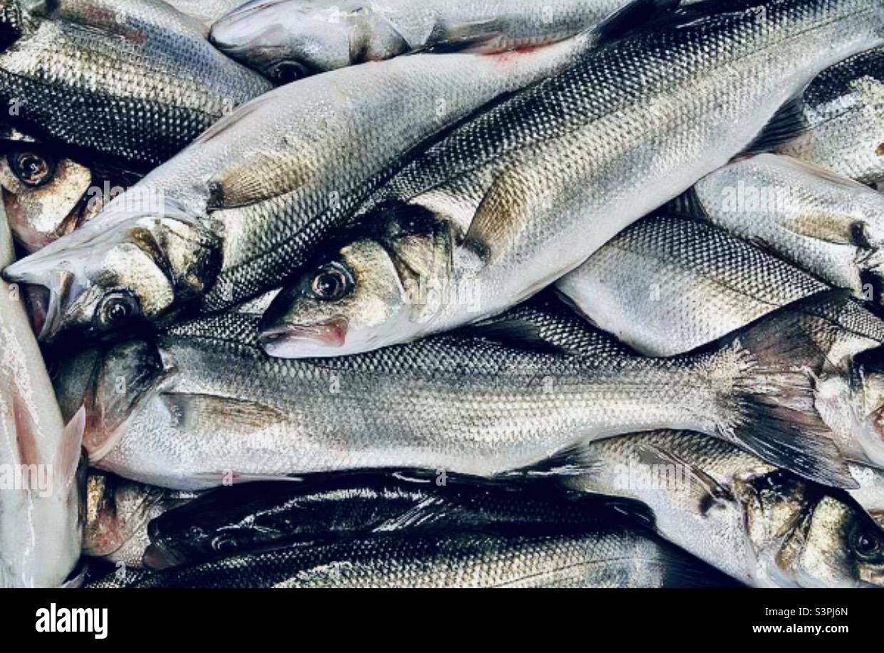 Sea bass fish hi-res stock photography and images - Alamy