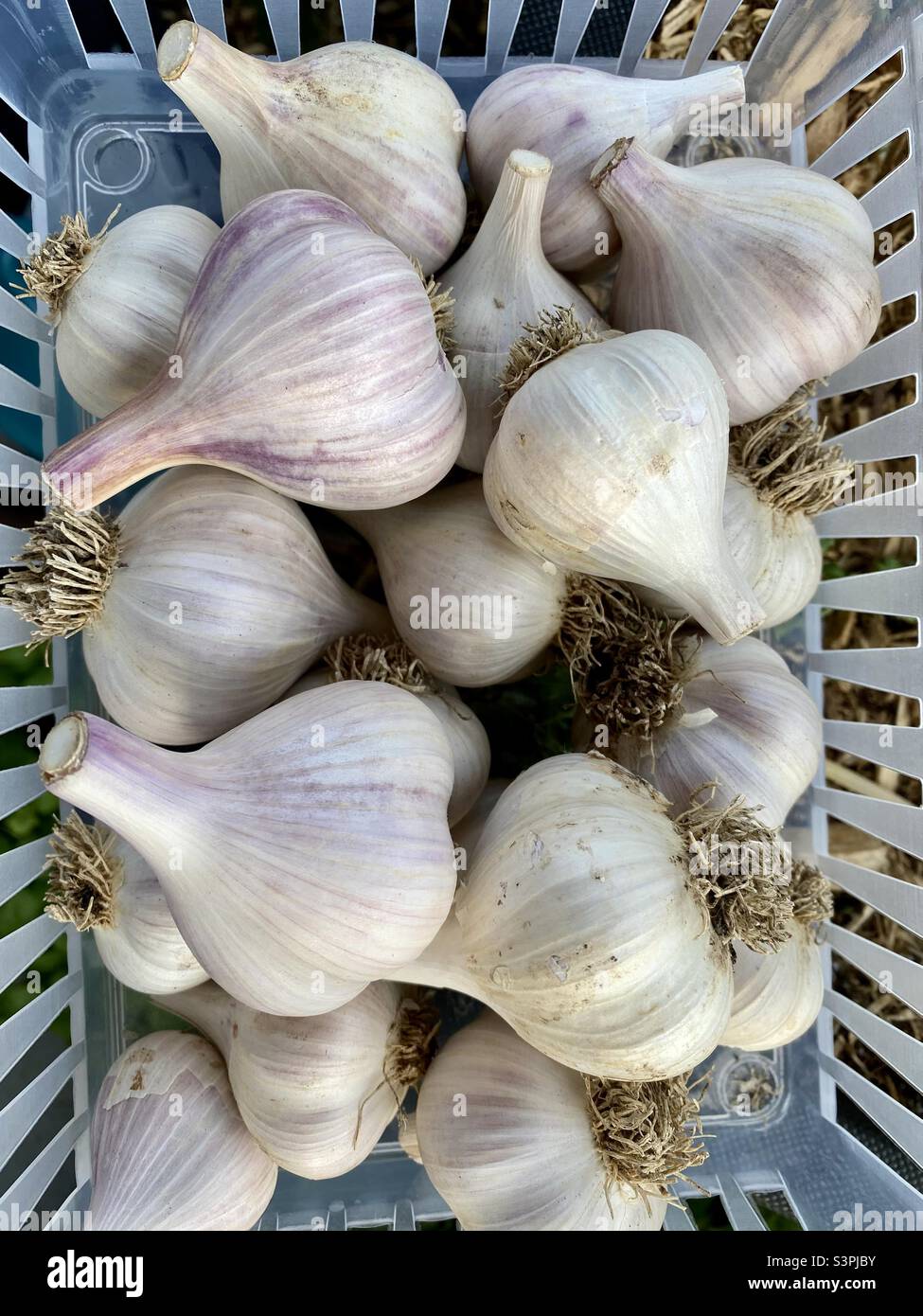 Garlic neck hi-res stock photography and images - Alamy
