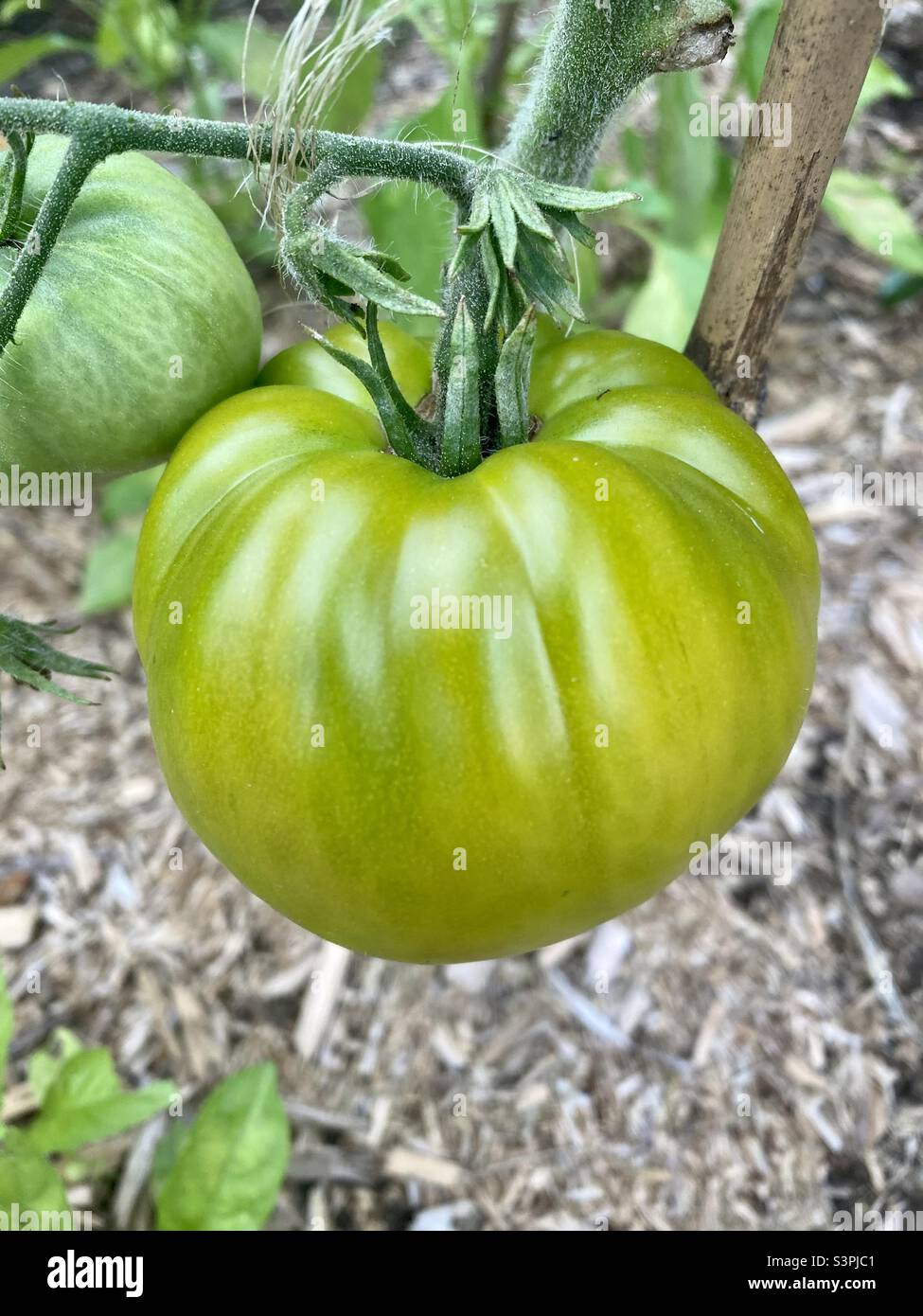 Old german heirloom tomato hi-res stock photography and images - Alamy