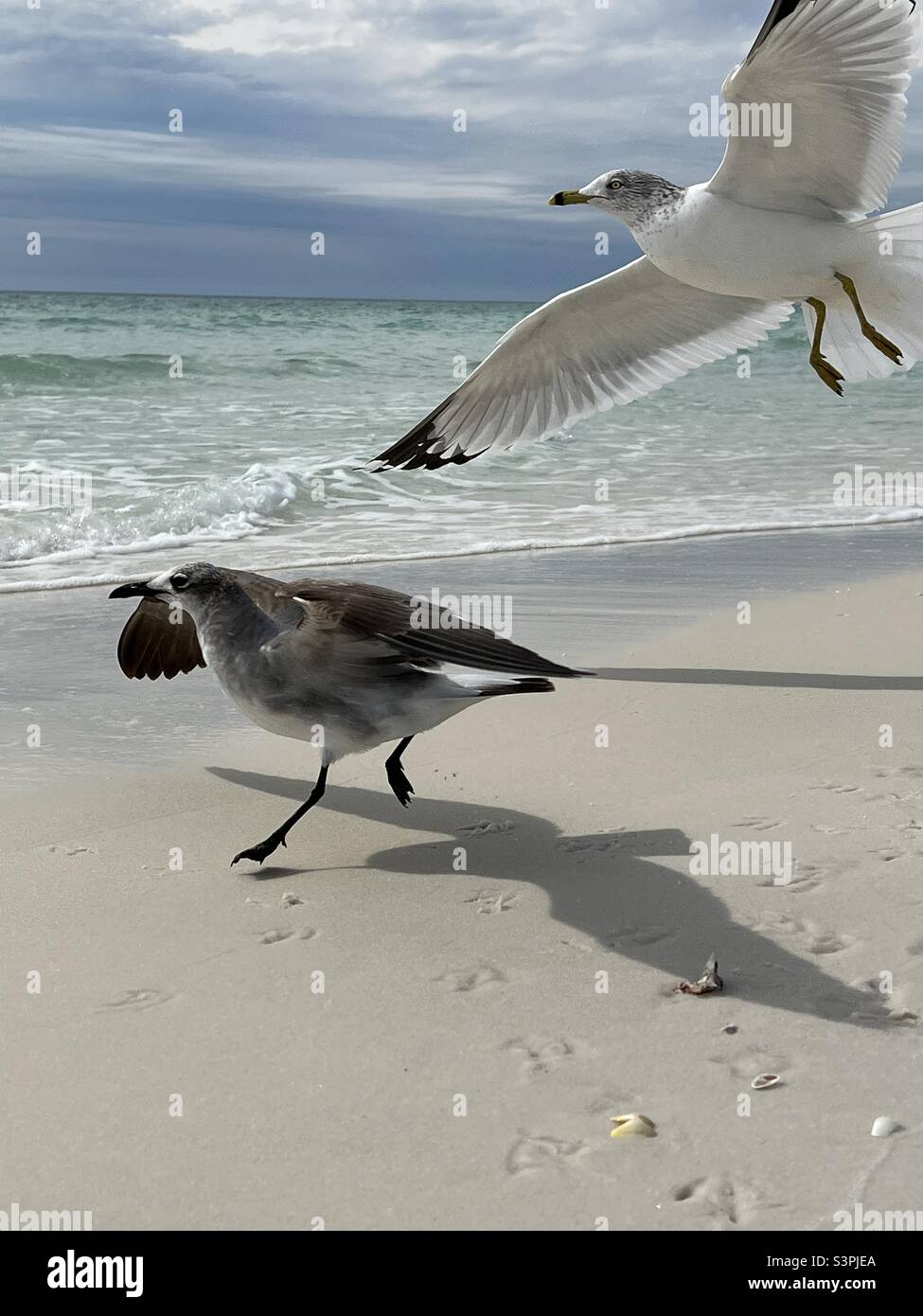 Seagulls at the beach hi-res stock photography and images - Alamy