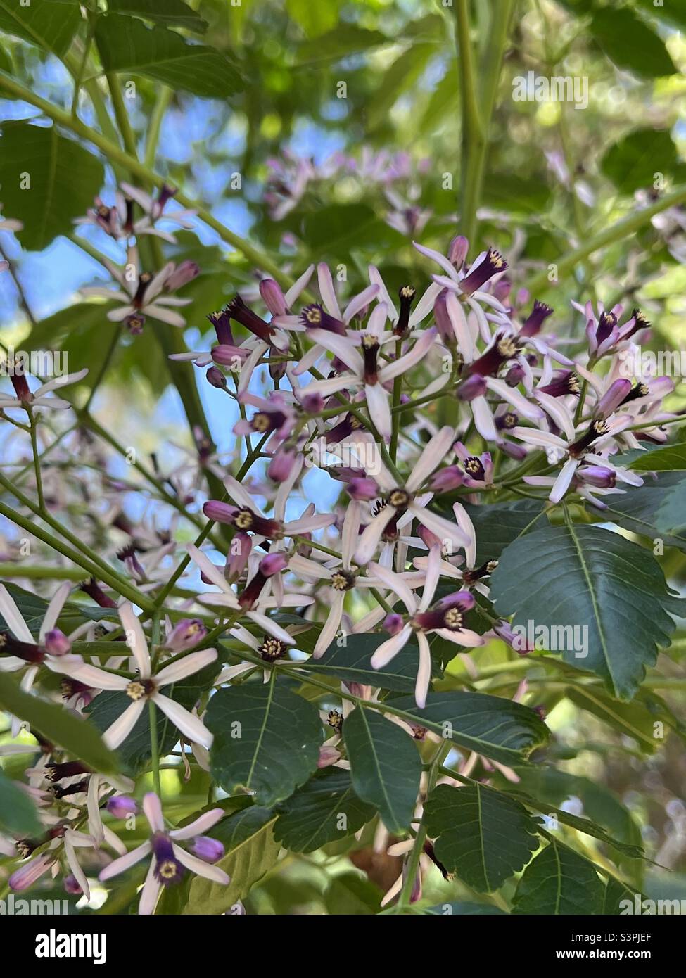China berry tree blooms Stock Photo - Alamy