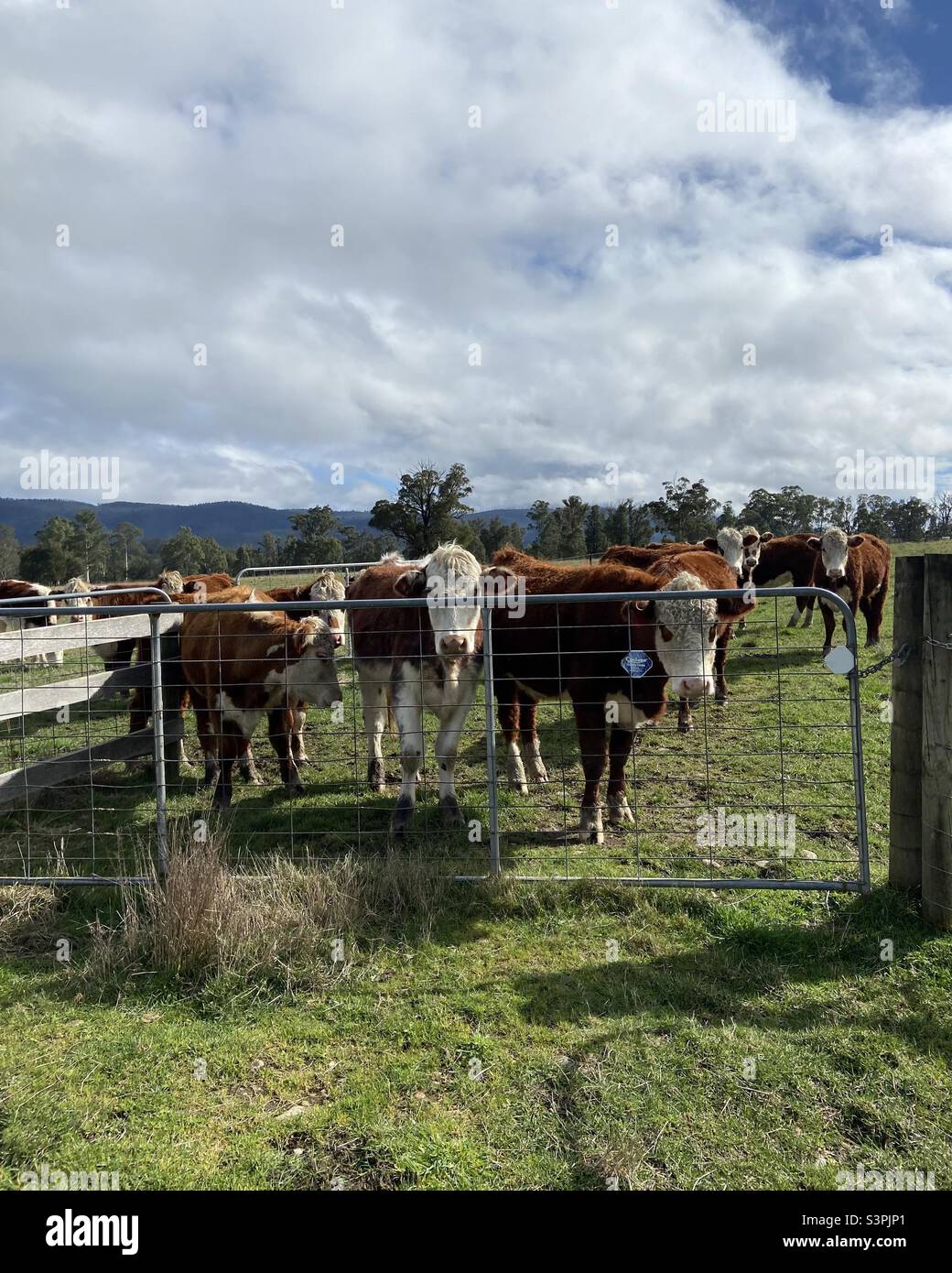 Cows farm gate hi-res stock photography and images - Alamy