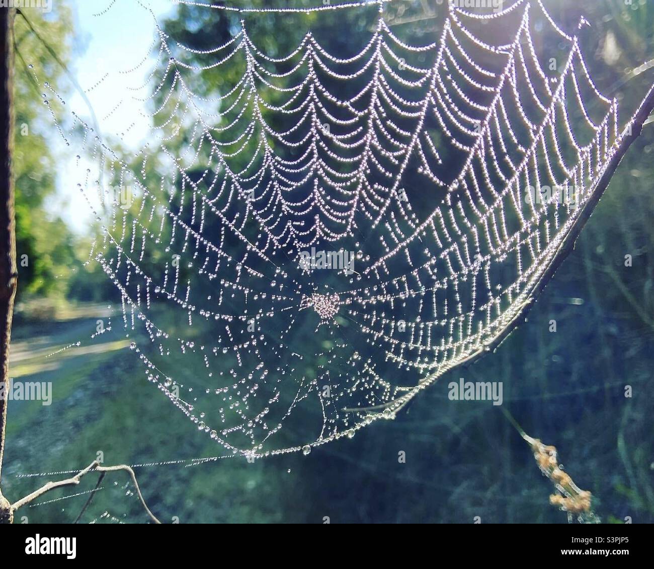 Lace web spider hi-res stock photography and images - Alamy