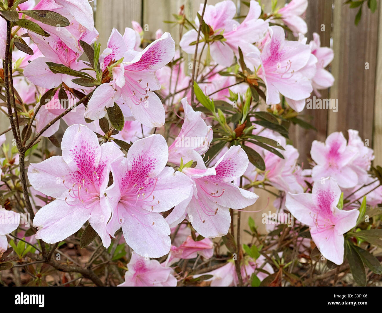 Azalea pink hi-res stock photography and images - Alamy