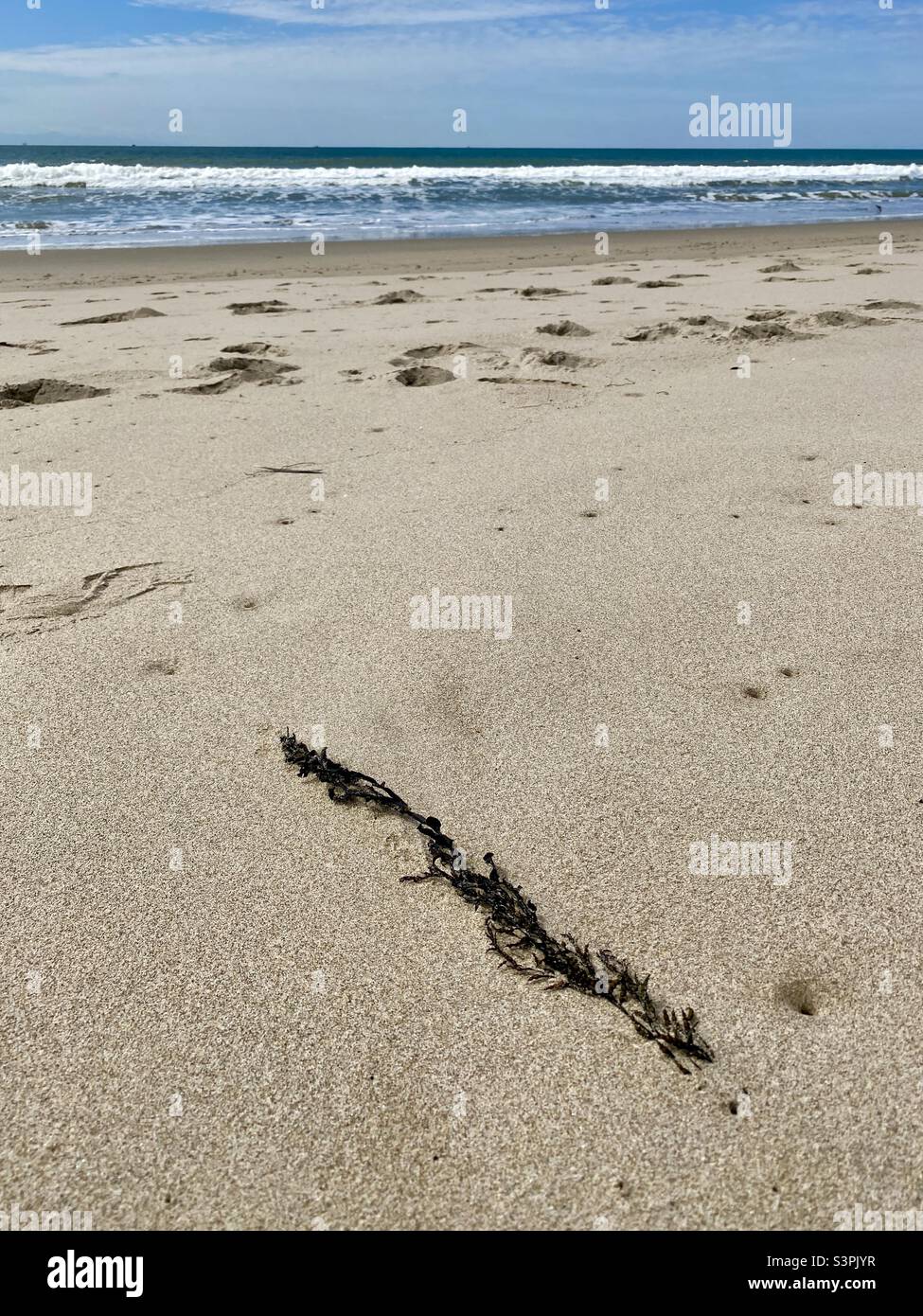 Seaweed on the sand at Ventura Beach with Pacific Ocean in background ...