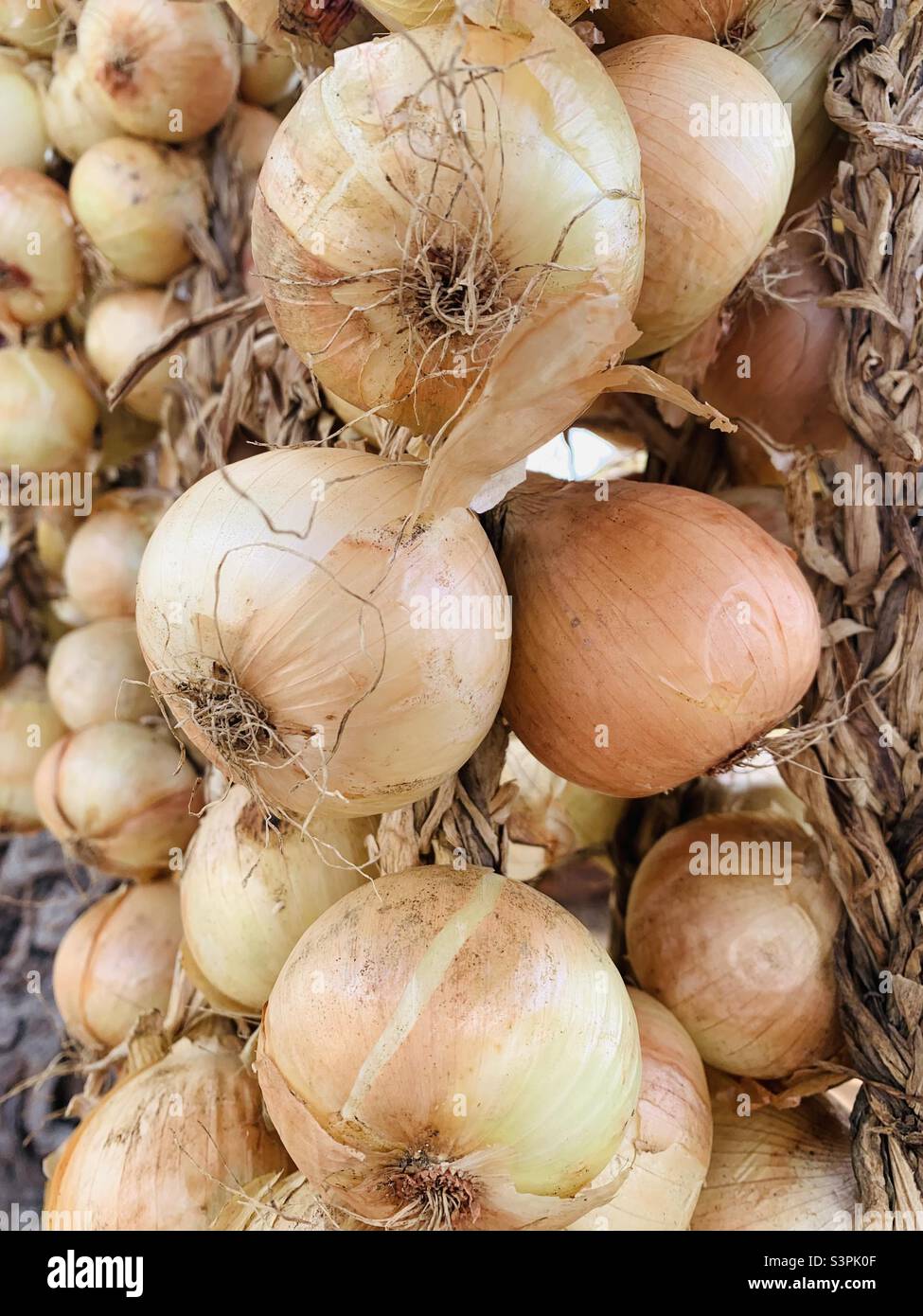 String of onions close-up in a Cuban market. Havana, Cuba Stock Photo ...