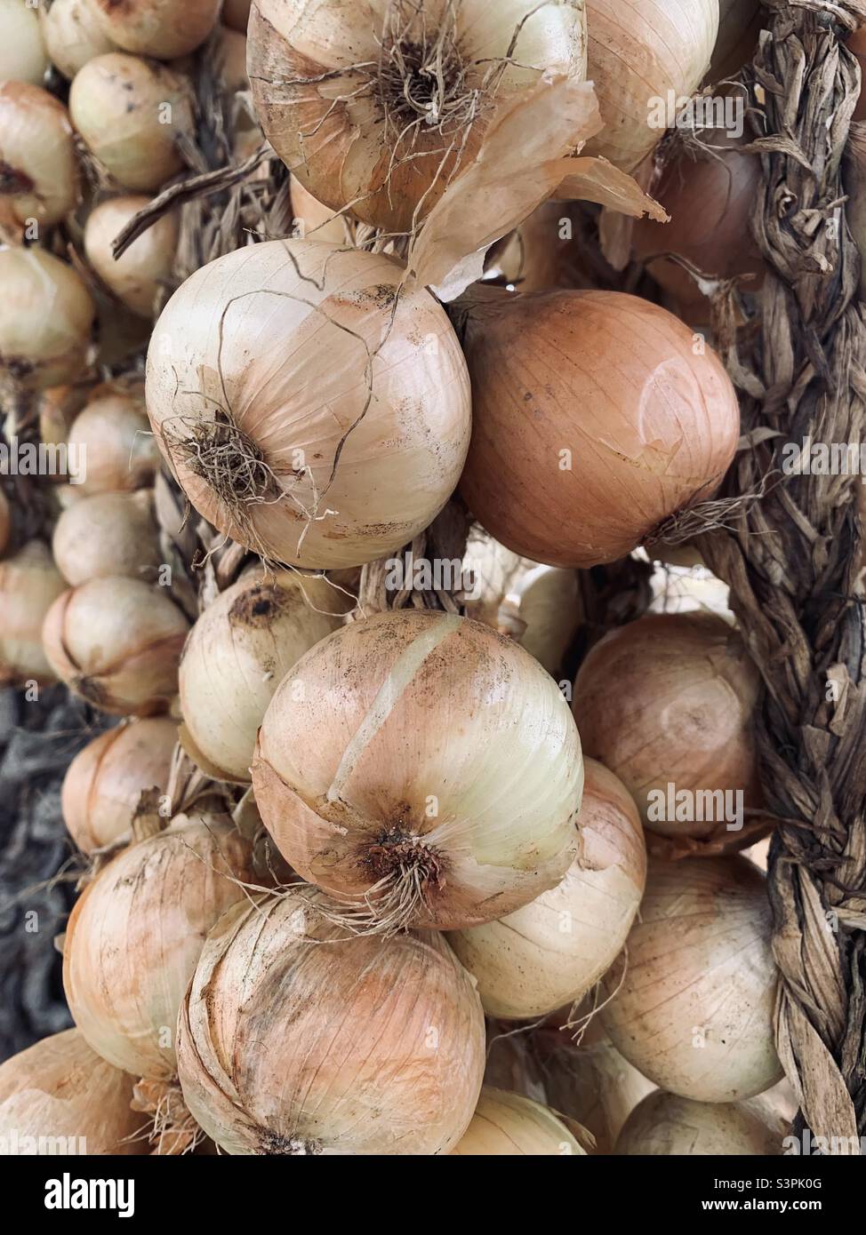 String of onions hi-res stock photography and images - Alamy