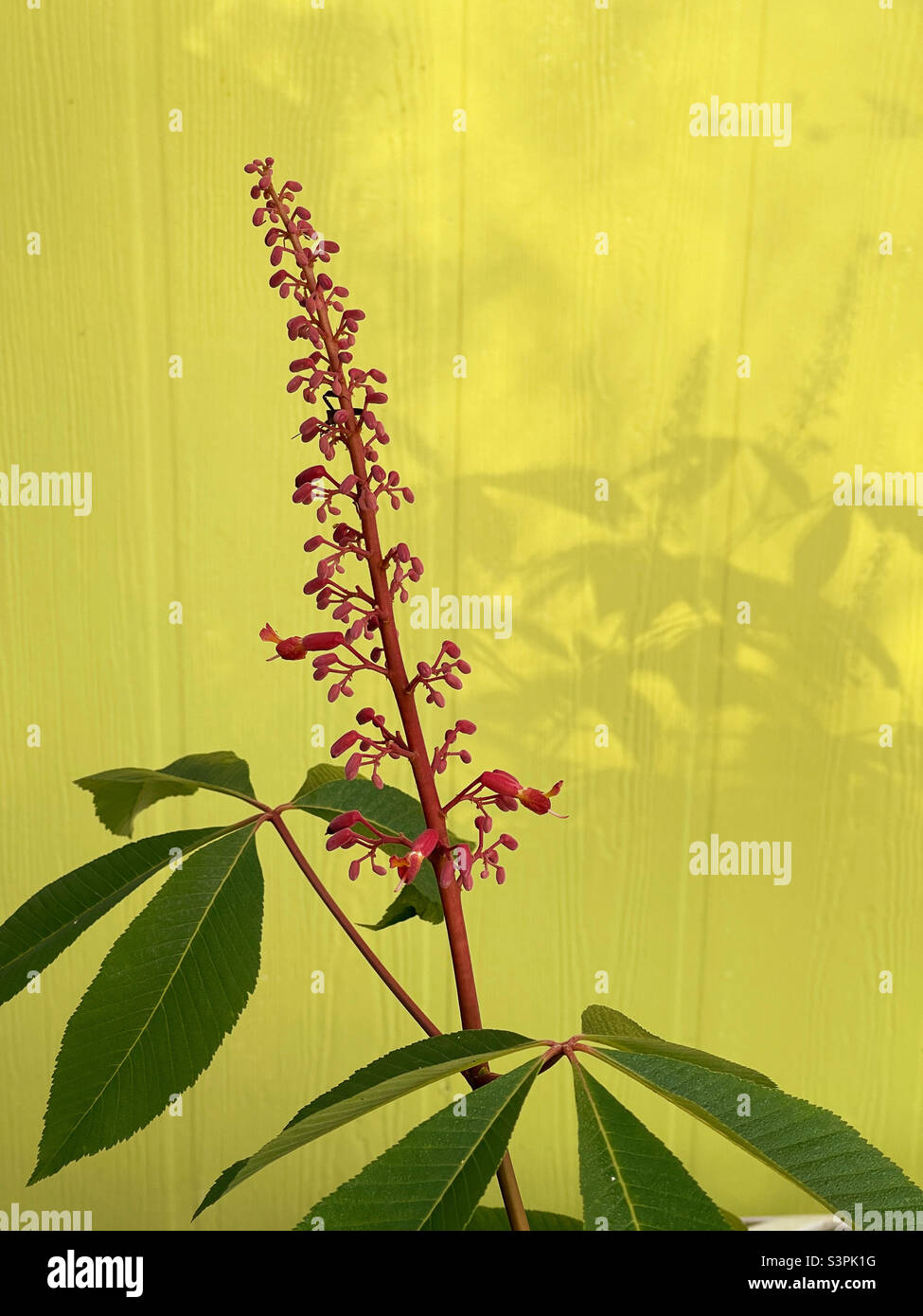 Red horse chestnut tree hi-res stock photography and images - Alamy