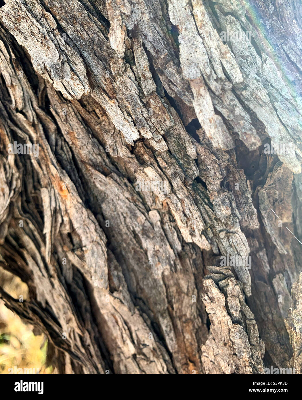 Mesquite tree bark hi-res stock photography and images - Alamy