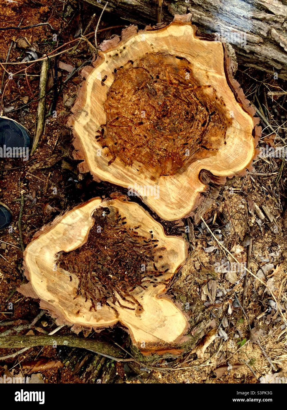 Termite damage visible in the cross-section of two logs from a freshly ...