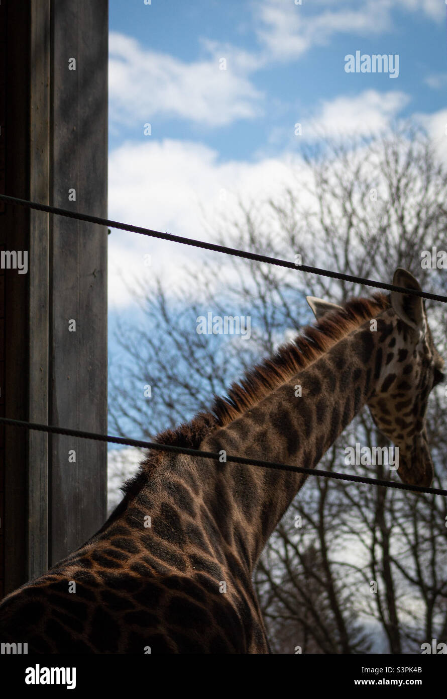 Island giraffe hi-res stock photography and images - Alamy