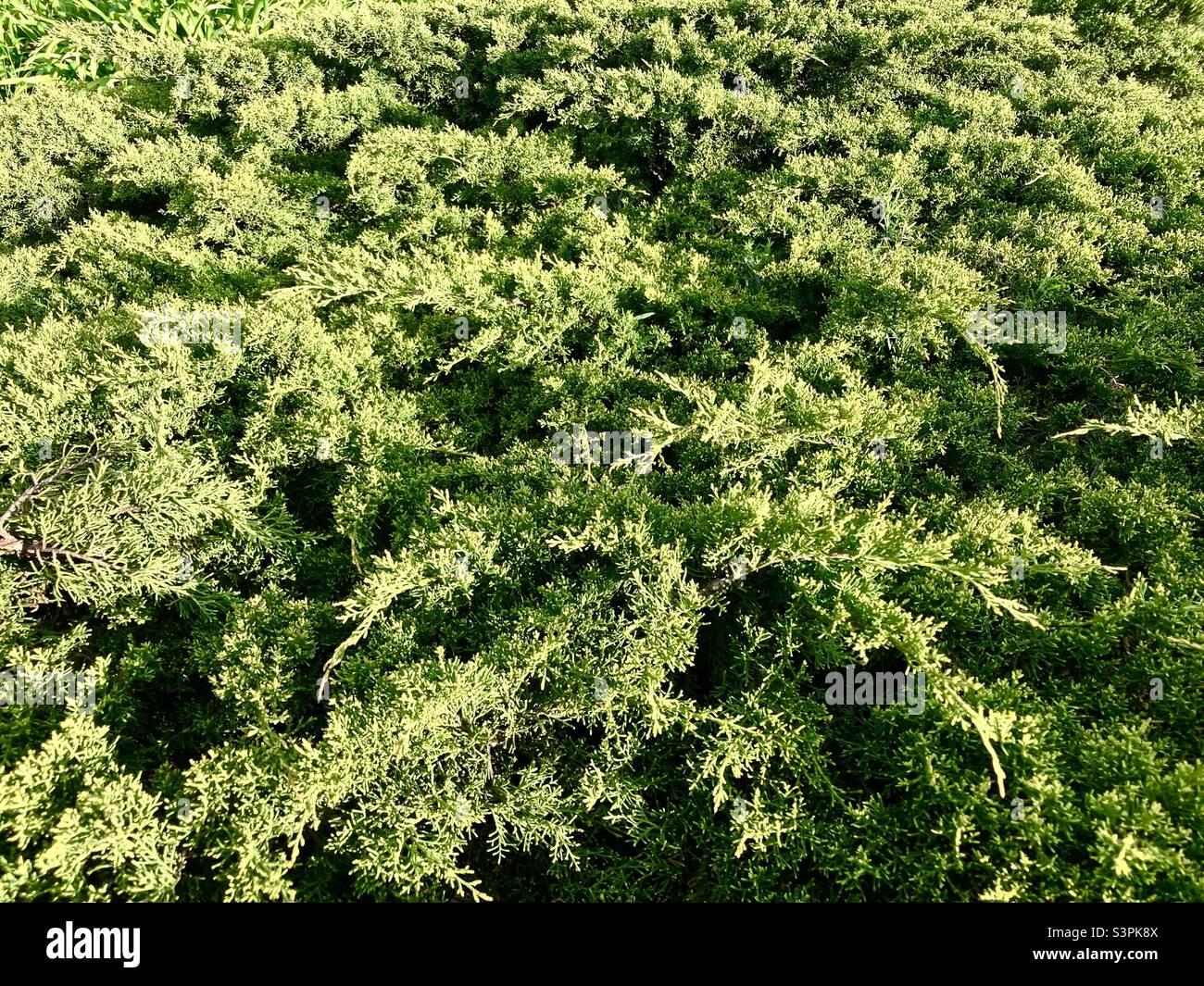 Green heather plant Calluna vulgaris covering in sunshine Stock Photo ...
