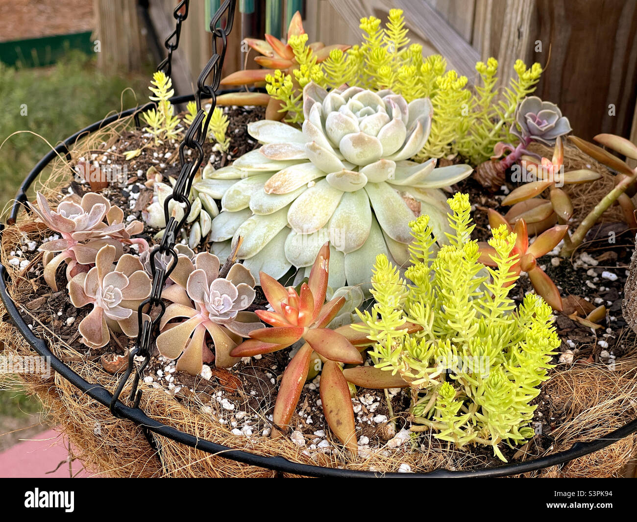 Hanging succulents hi-res stock photography and images - Alamy