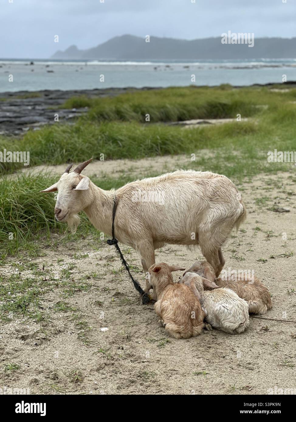 Kids at the beach hi-res stock photography and images - Alamy