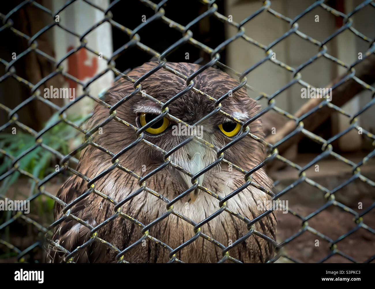 Angry owl hi-res stock photography and images - Alamy