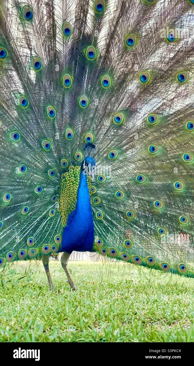 Mating feathers hi-res stock photography and images - Alamy