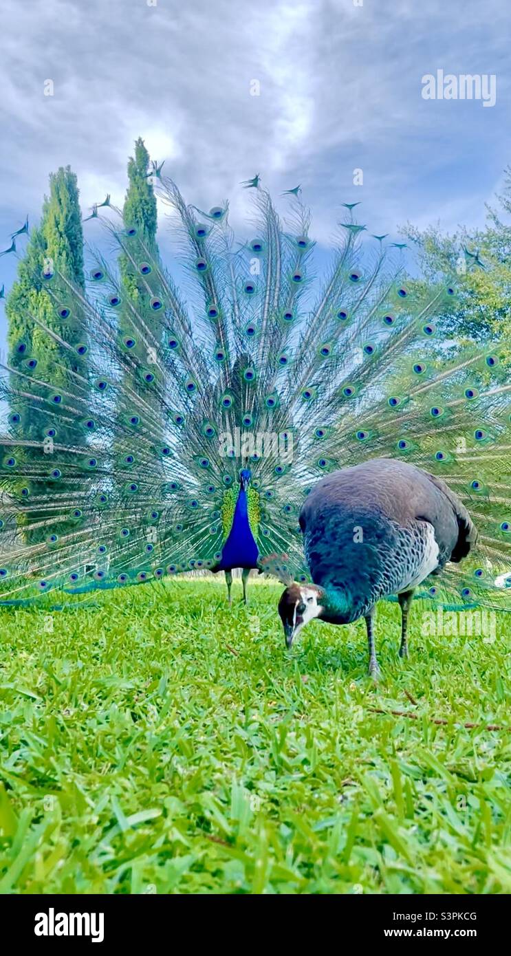 Female peafowl hi-res stock photography and images - Alamy
