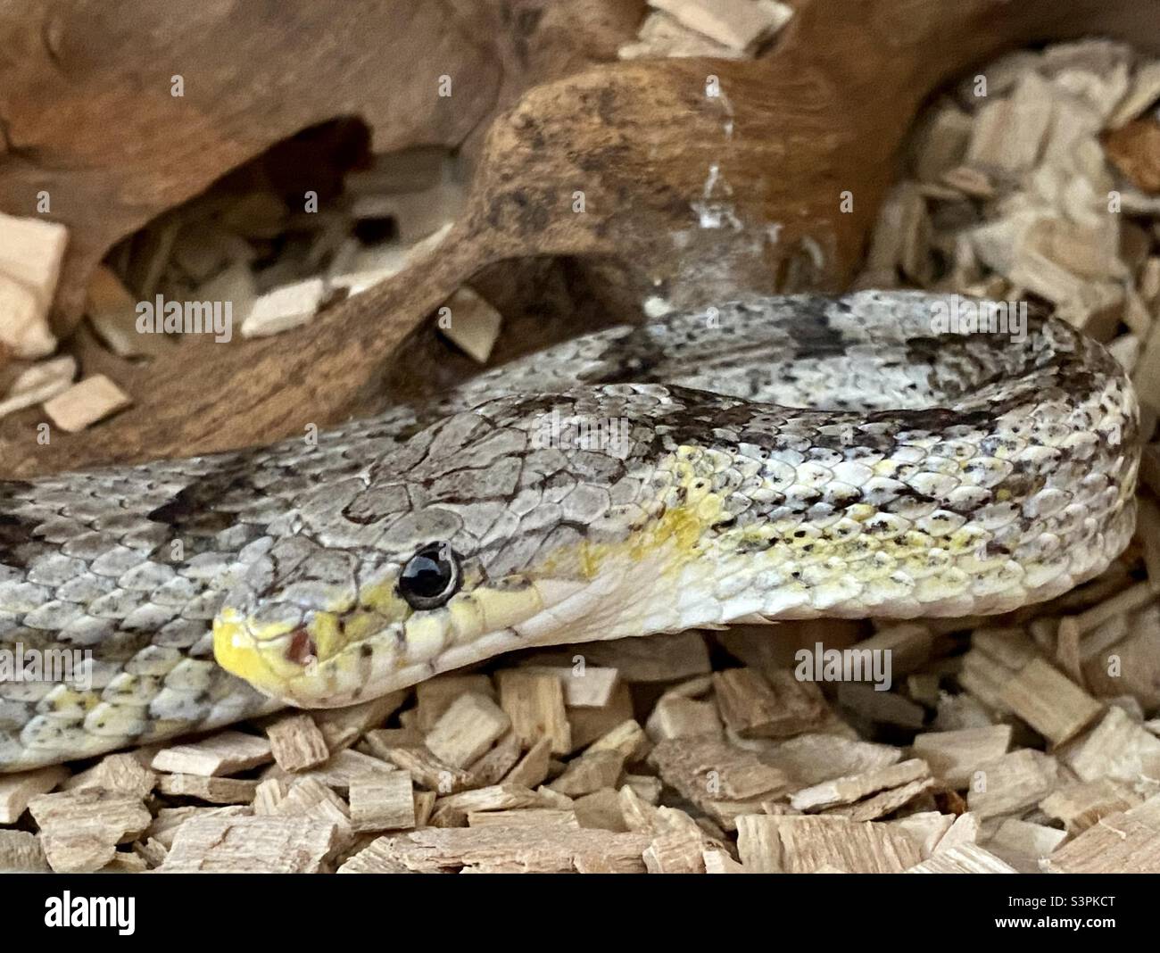 Pet snake hi-res stock photography and images - Alamy