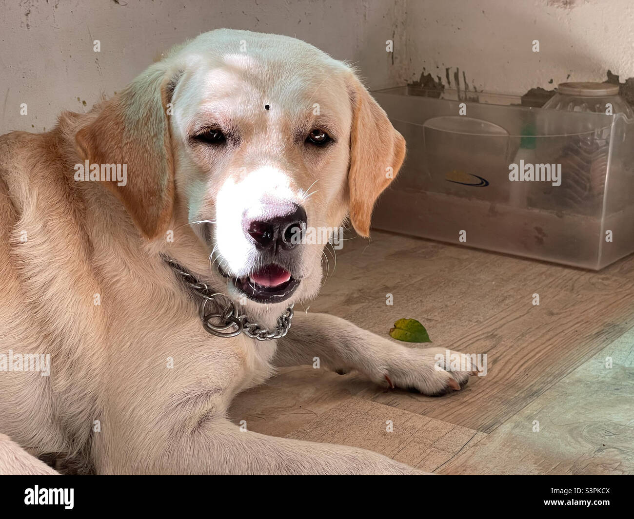 Dog name hi-res stock photography and images - Alamy
