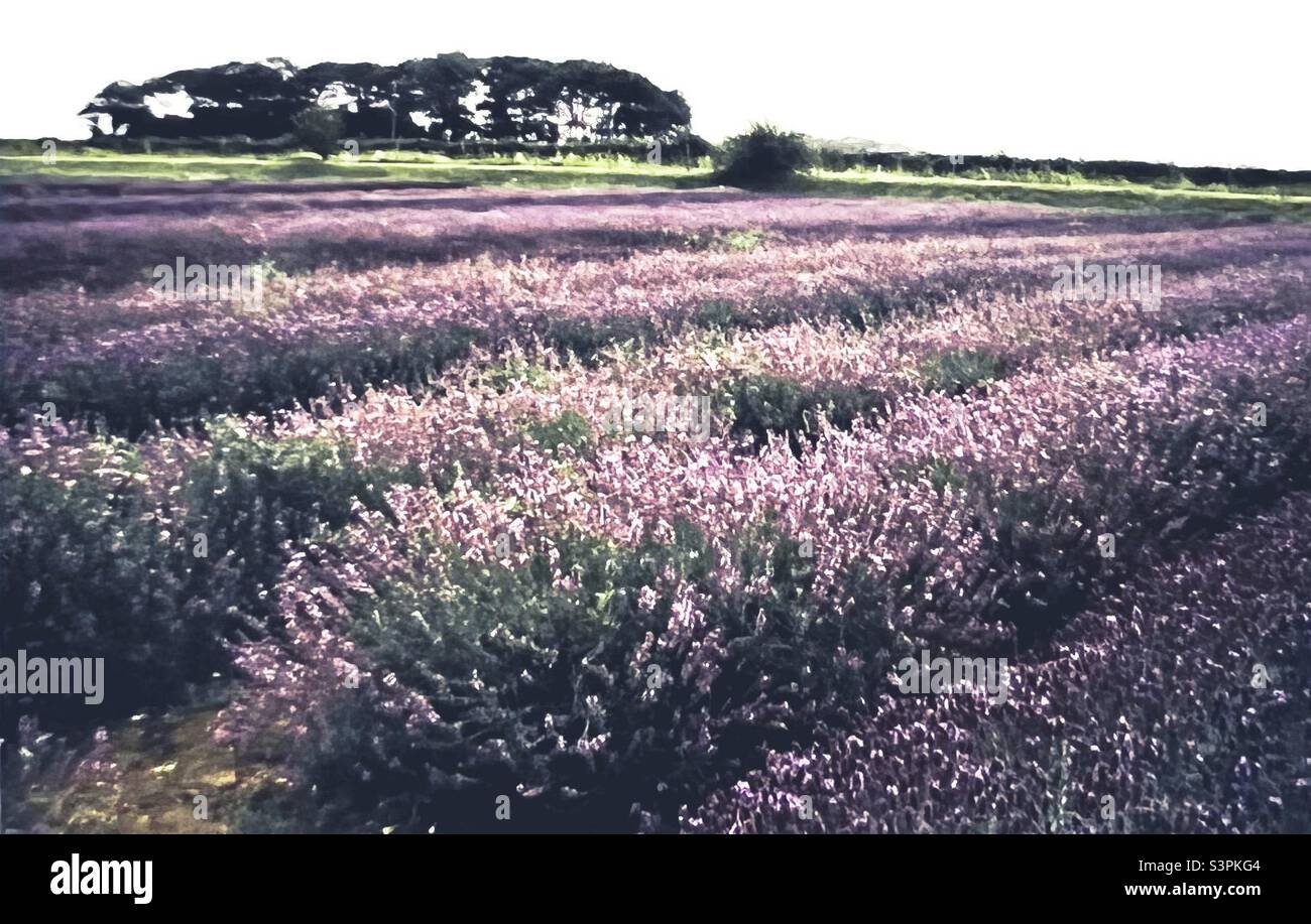 Lavender field on farm in UK Stock Photo - Alamy