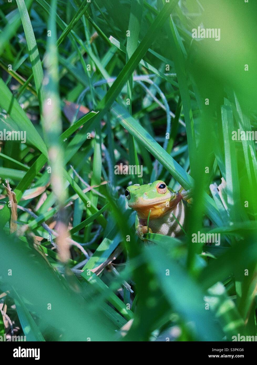 See through frogs hi-res stock photography and images - Alamy