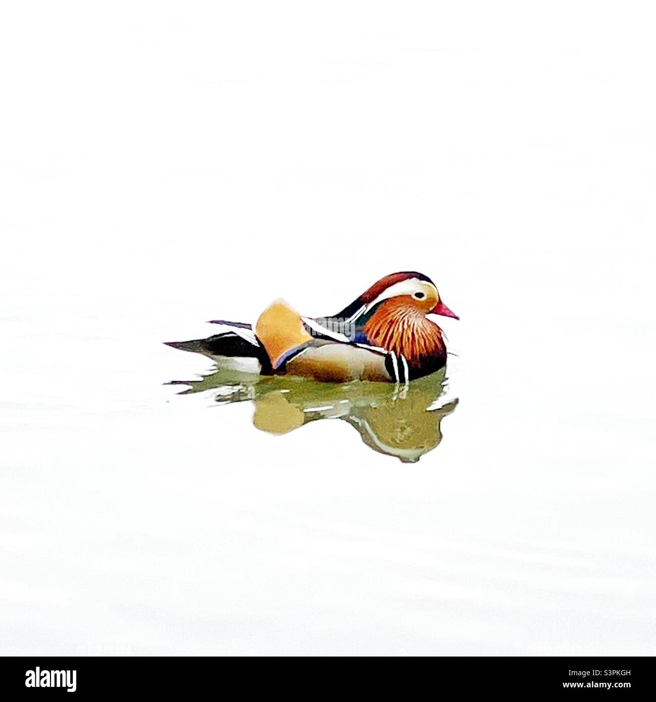 Mandarin duck on water, high key Stock Photo - Alamy