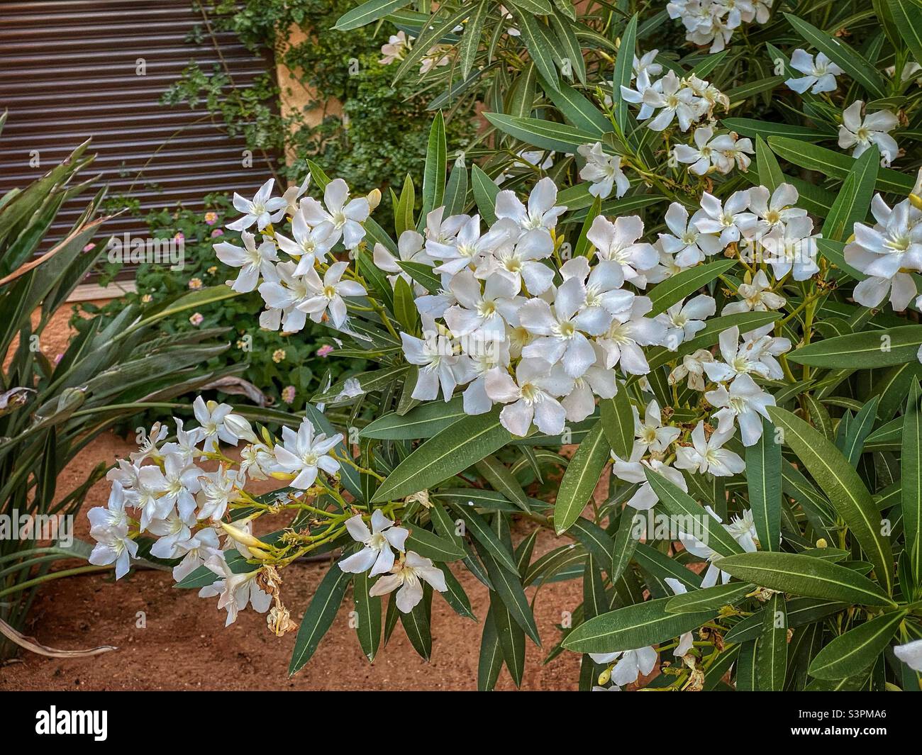 White blossoming flowers in hi-res stock photography and images - Alamy