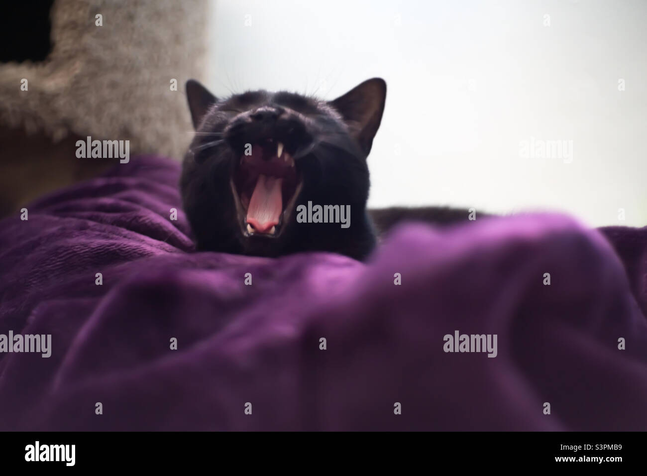 Big yawn hi-res stock photography and images - Alamy