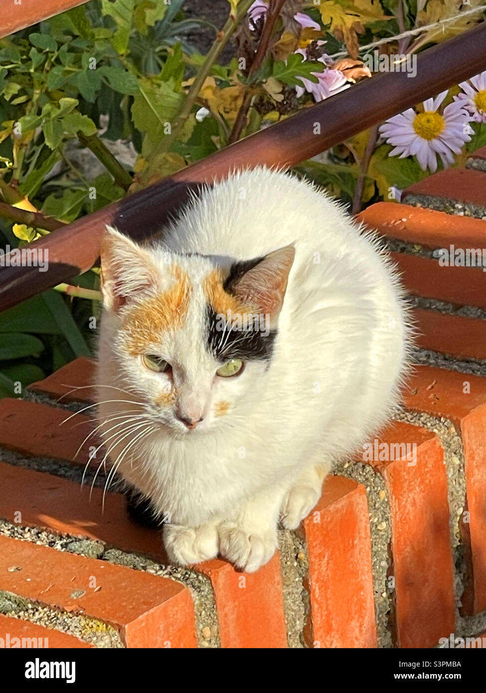 Cat three colours High Resolution Stock Photography and Images - Alamy