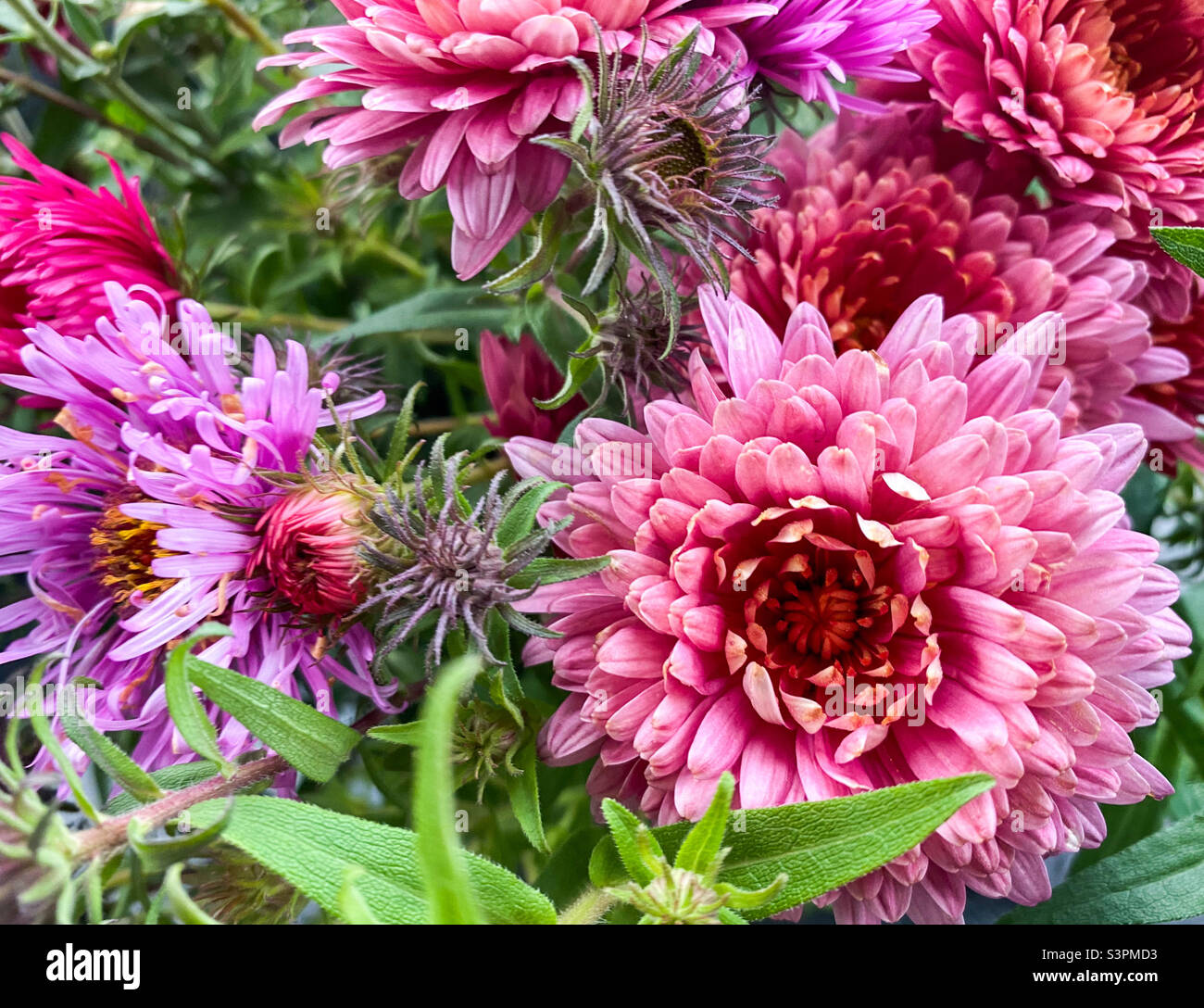 Chrysanthemum grandiflorum hi-res stock photography and images - Alamy