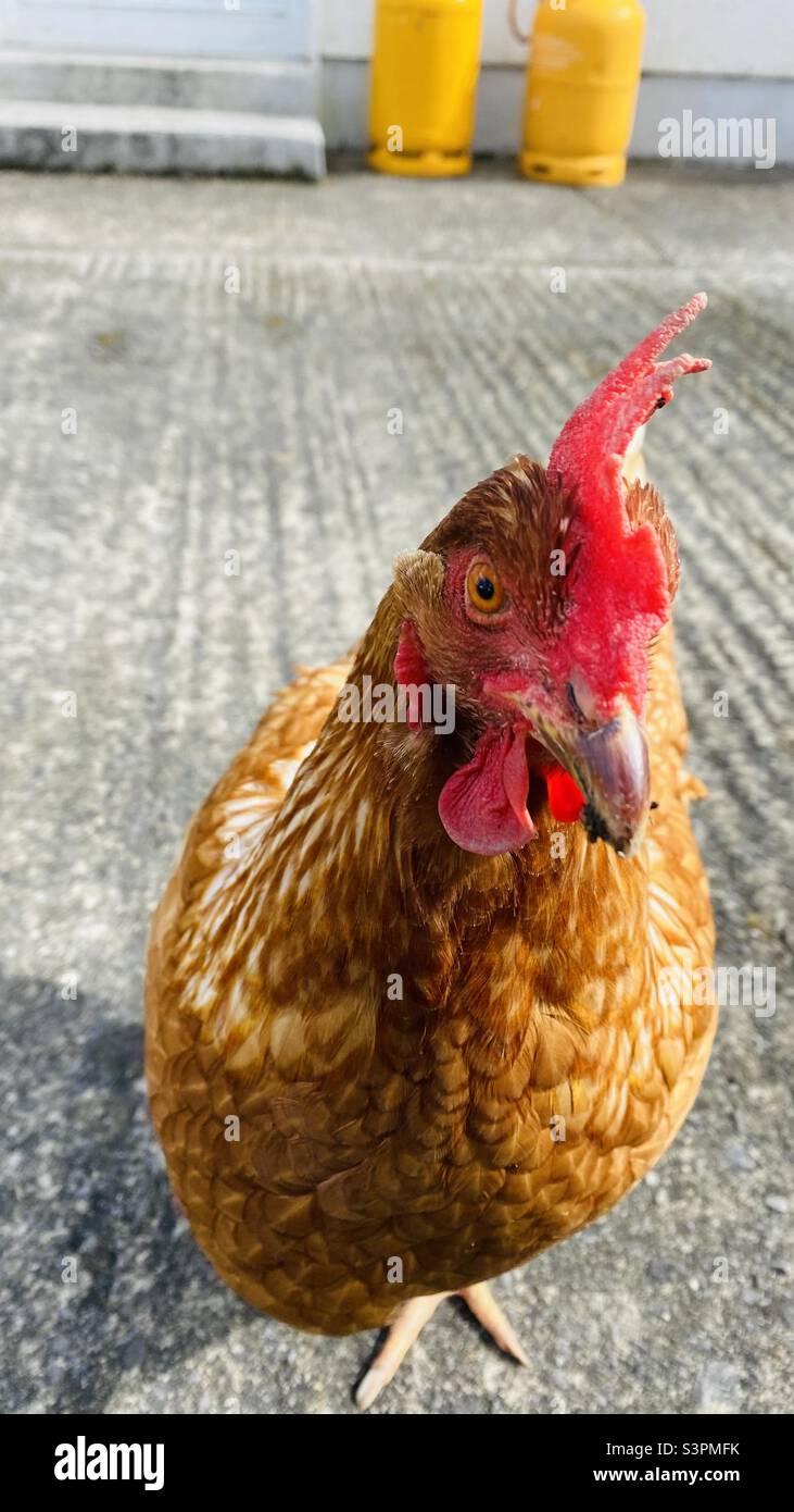 Red hen hi-res stock photography and images - Alamy