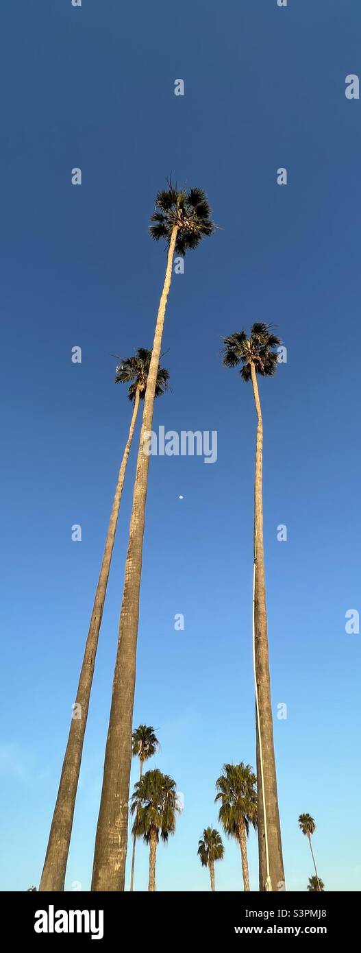 Laguna Beach Palm Trees Stock Photo - Alamy
