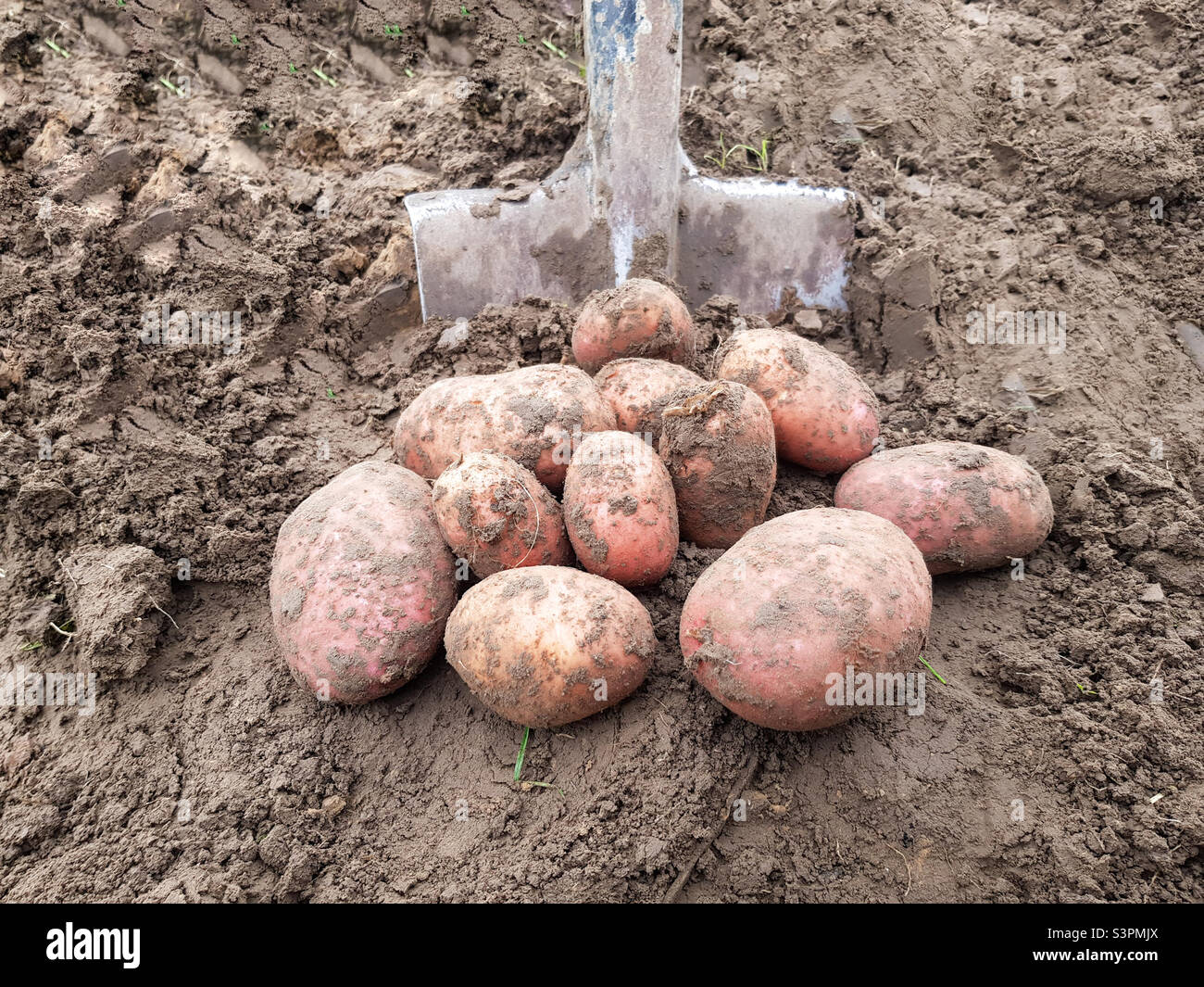 The potatoes arc out with a shovel are lying on the ground Stock Photo ...