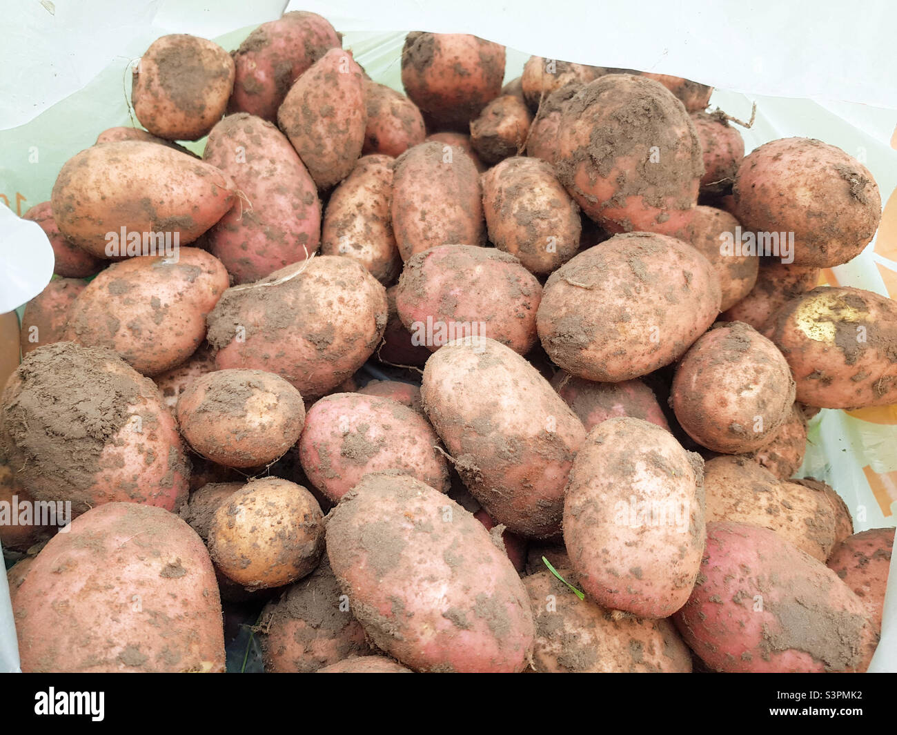 Background of dug potatoes in close-up. Large potatoes are lying on the ...