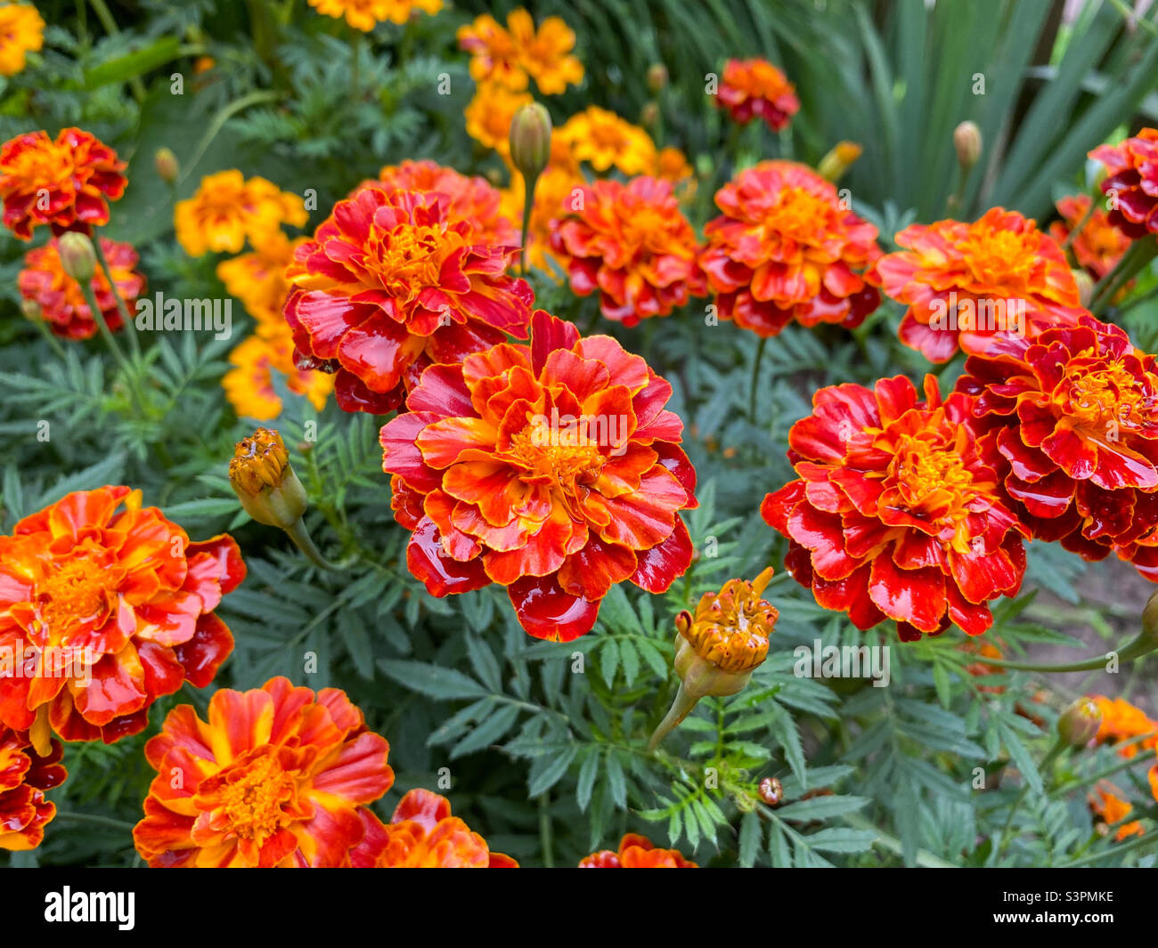 Background of beautiful flowers of Marigolds erect (Tagetes erecta ...