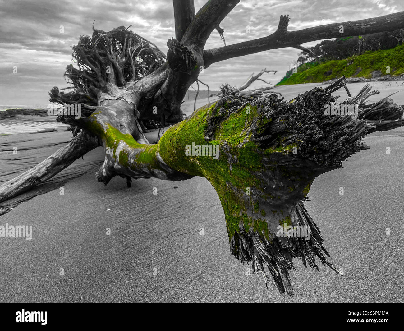 Tree trunk beach hi-res stock photography and images - Alamy