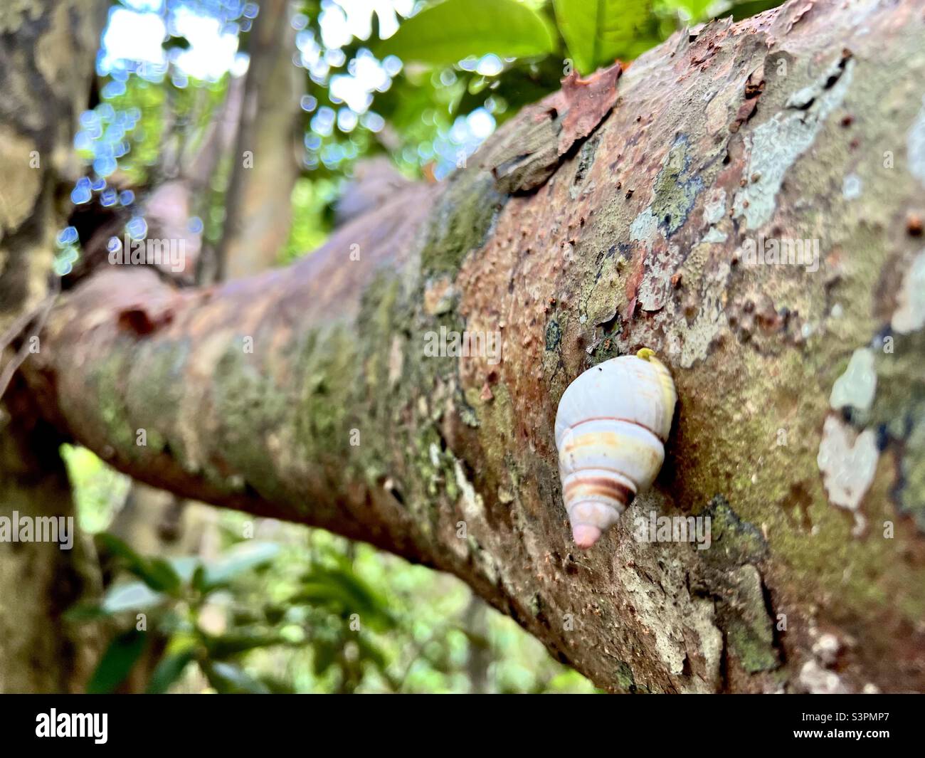 Tree snail on branch Stock Photo - Alamy