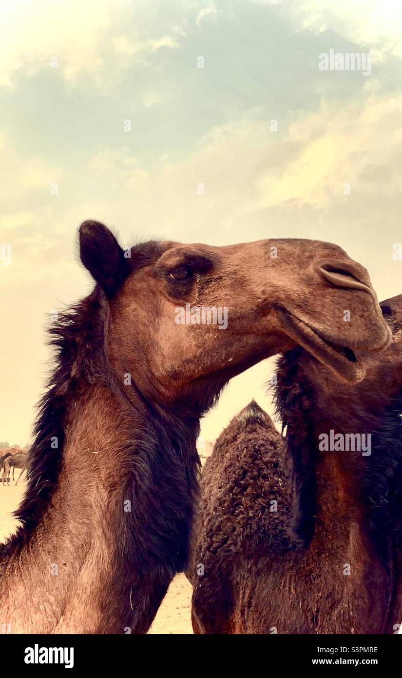 Head camel camels head hi-res stock photography and images - Alamy
