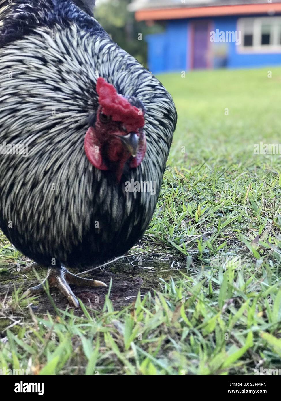 Big rooster hi-res stock photography and images - Alamy
