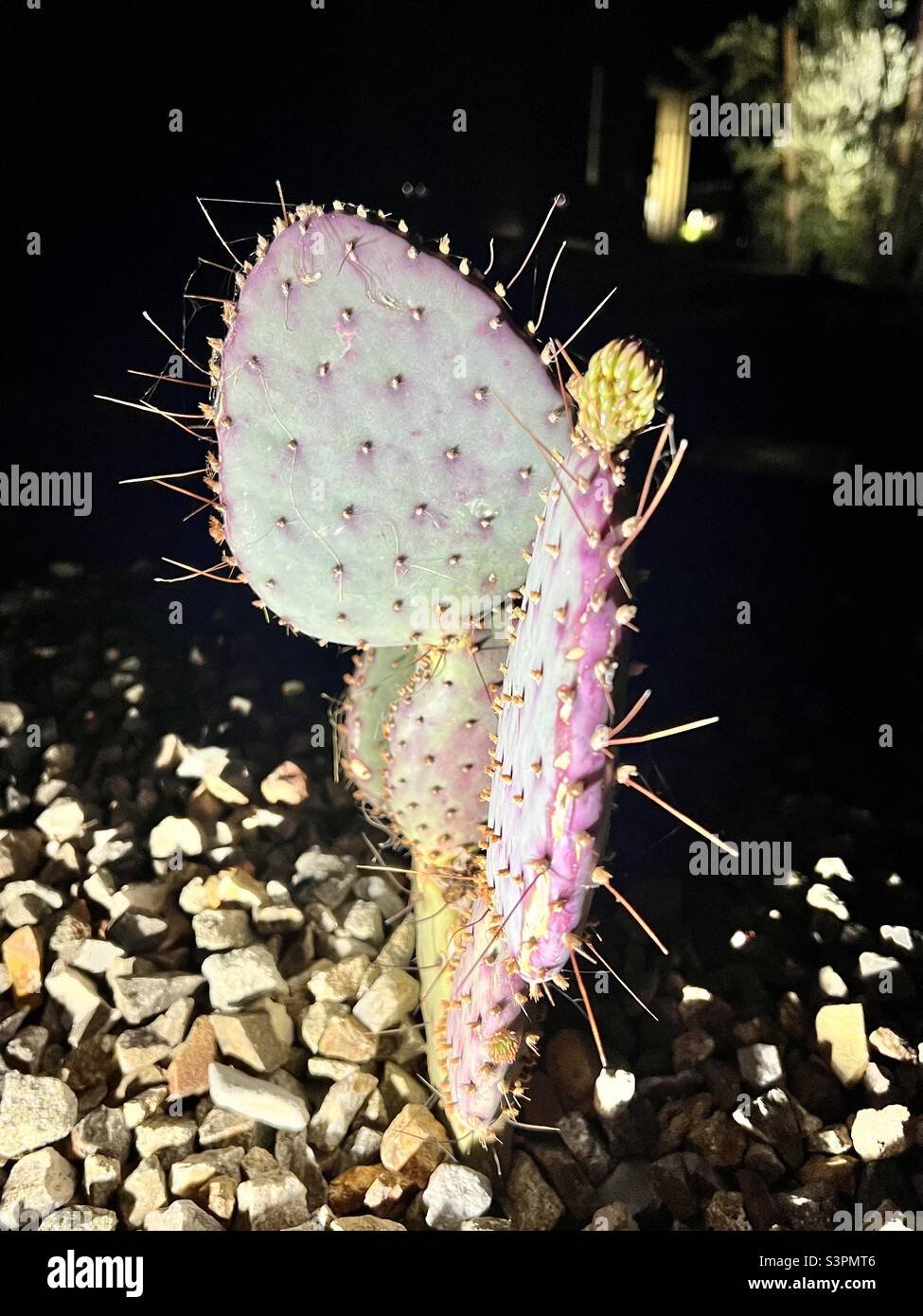 Opuntia santa rita opuntia santa rita hi-res stock photography and ...