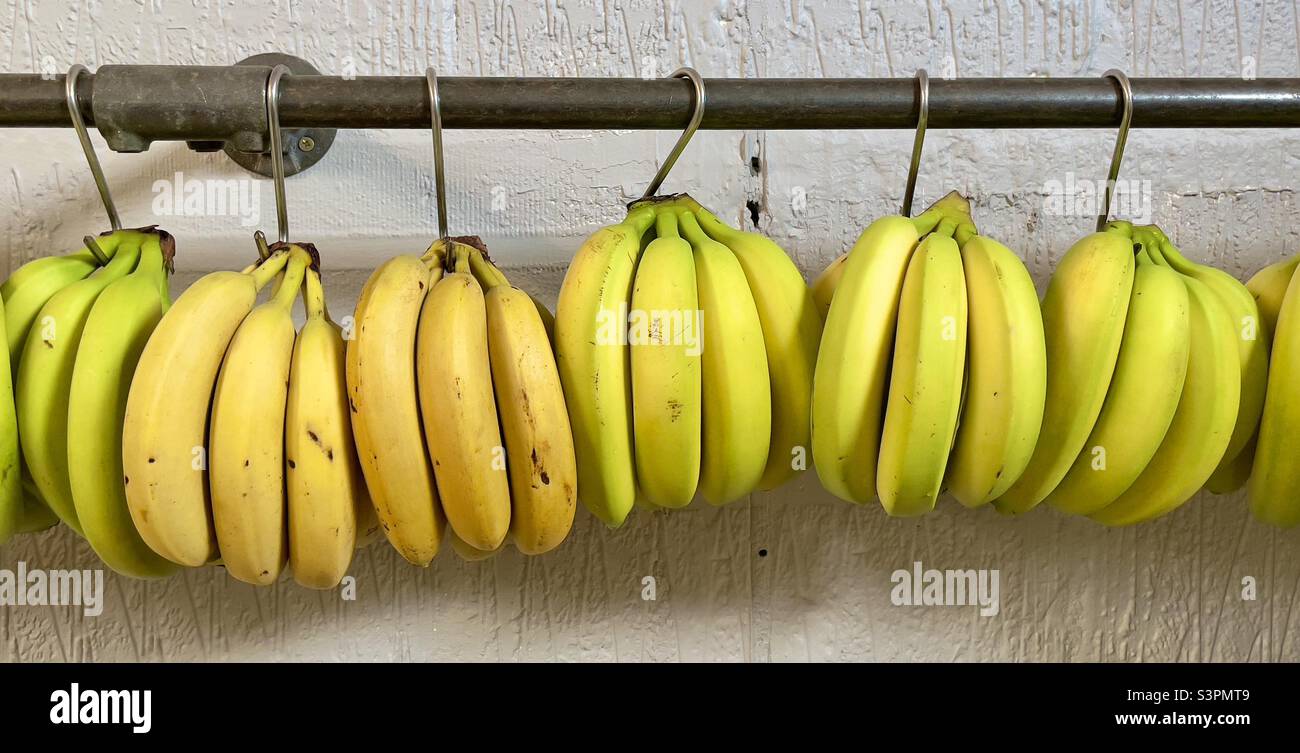 Bananas, ripe and unripe, hanging from a rail in a Worcestershire farm ...