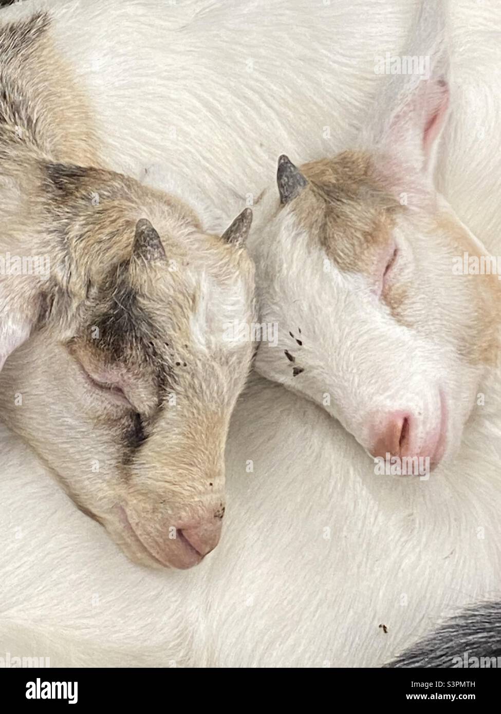 Cute goats hi-res stock photography and images - Alamy