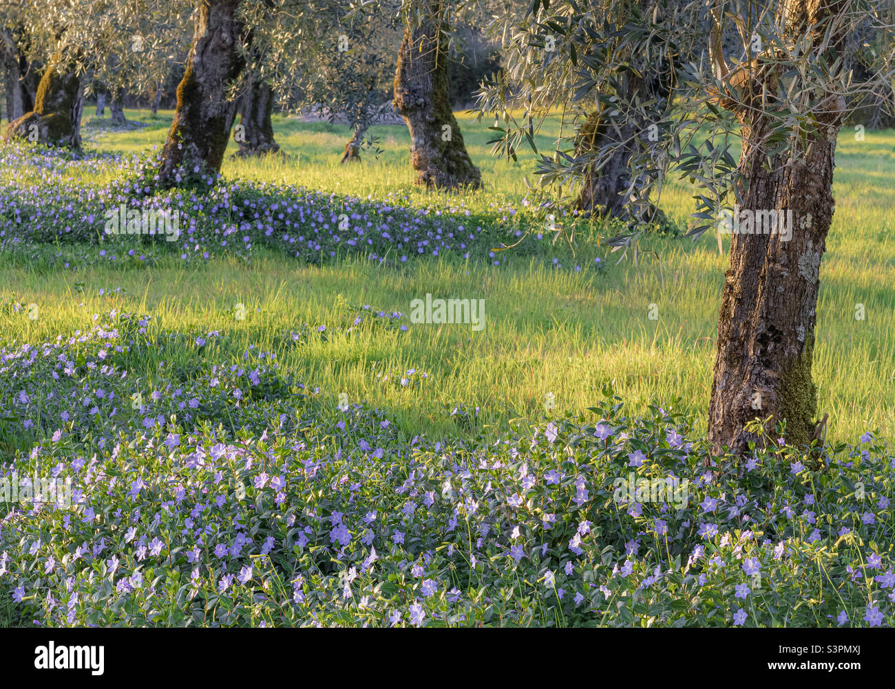 Periwinkle wildflowers hi-res stock photography and images - Alamy
