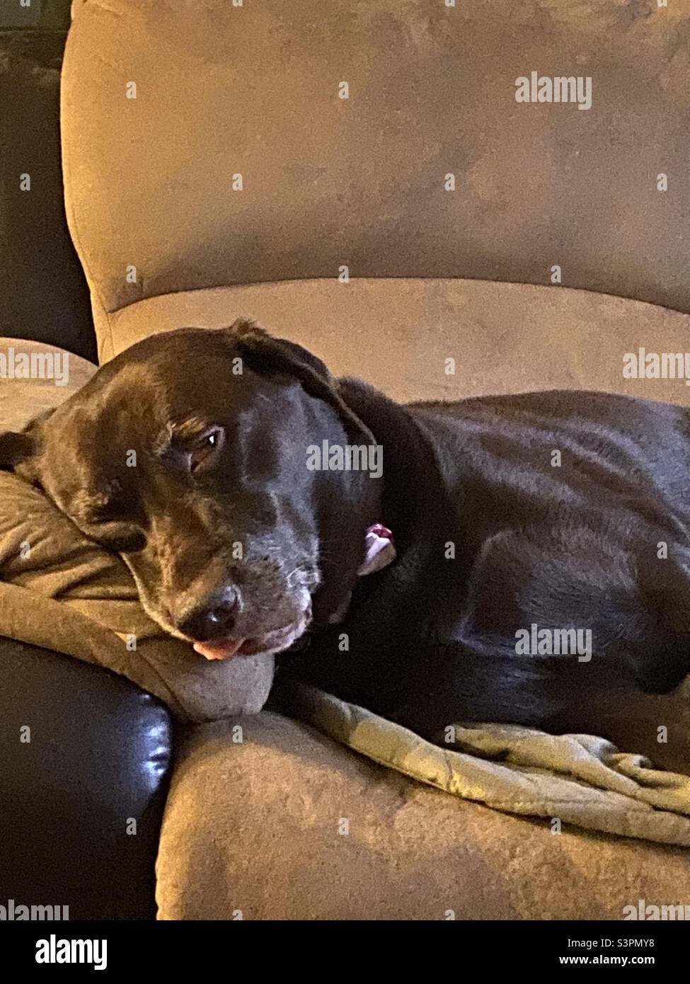 Sleepy dog hi-res stock photography and images - Alamy