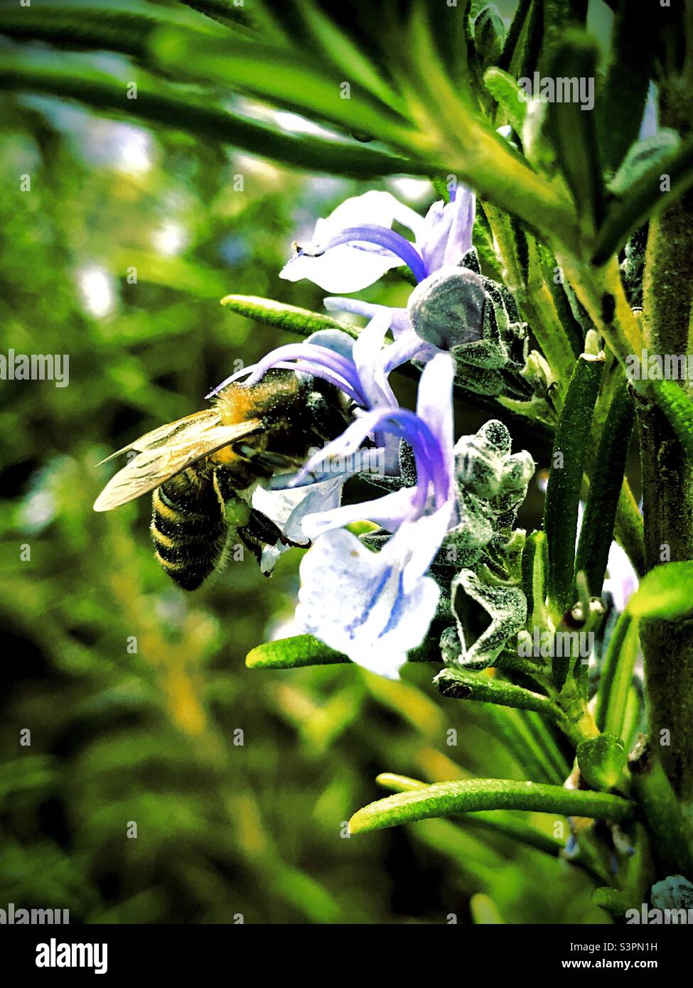 Honey Bee pollinates a wild rosemary plant flowers Stock Photo - Alamy