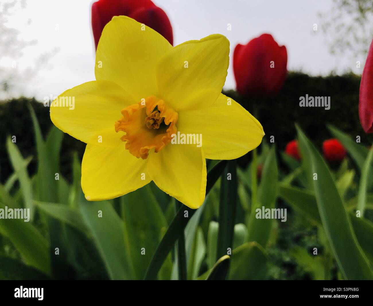 Spring scene in London daffodil and tulips Stock Photo - Alamy