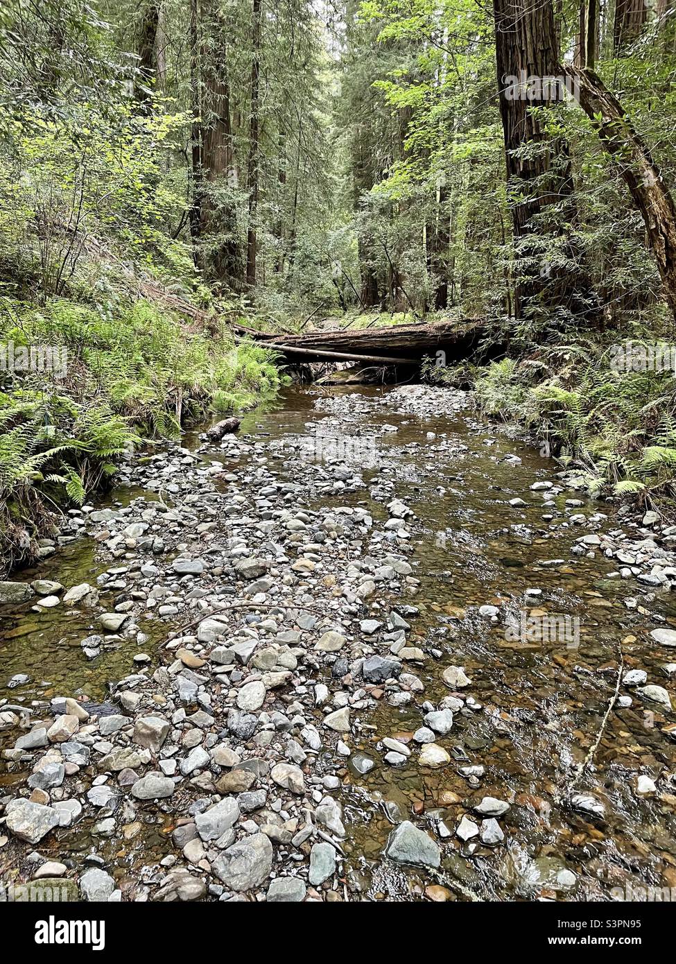 Brook with tree hi-res stock photography and images - Alamy