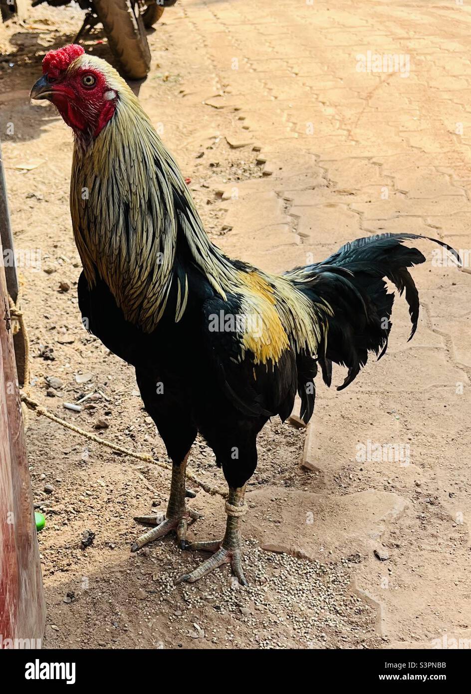 Colorful rooster hi-res stock photography and images - Alamy